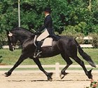 Friesian Heritage & Sporthorse News & Promotions